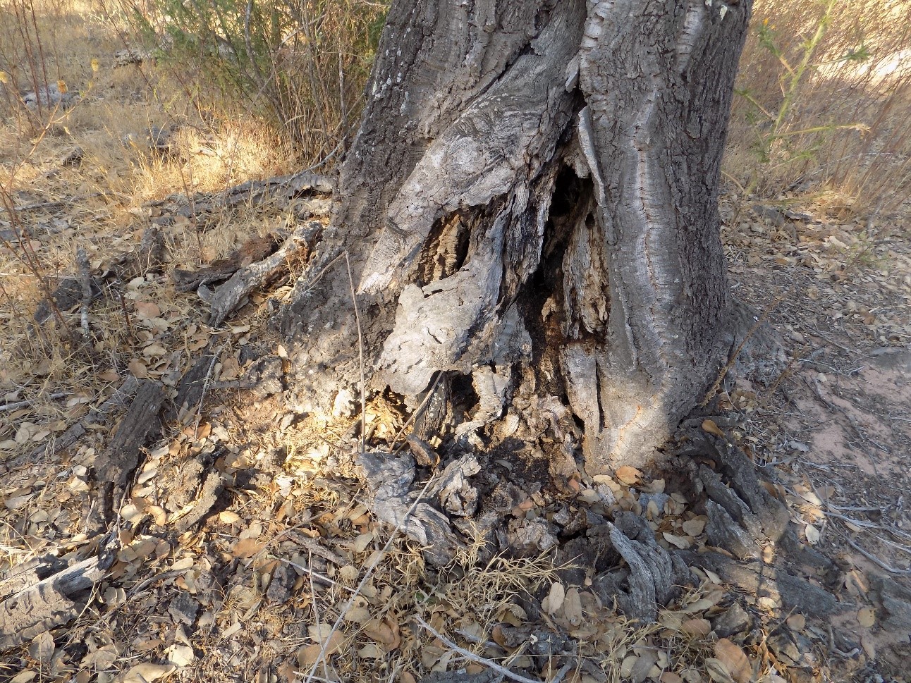 Cork oak forest restoration in the Maamora cork oak forest in Morocco ...